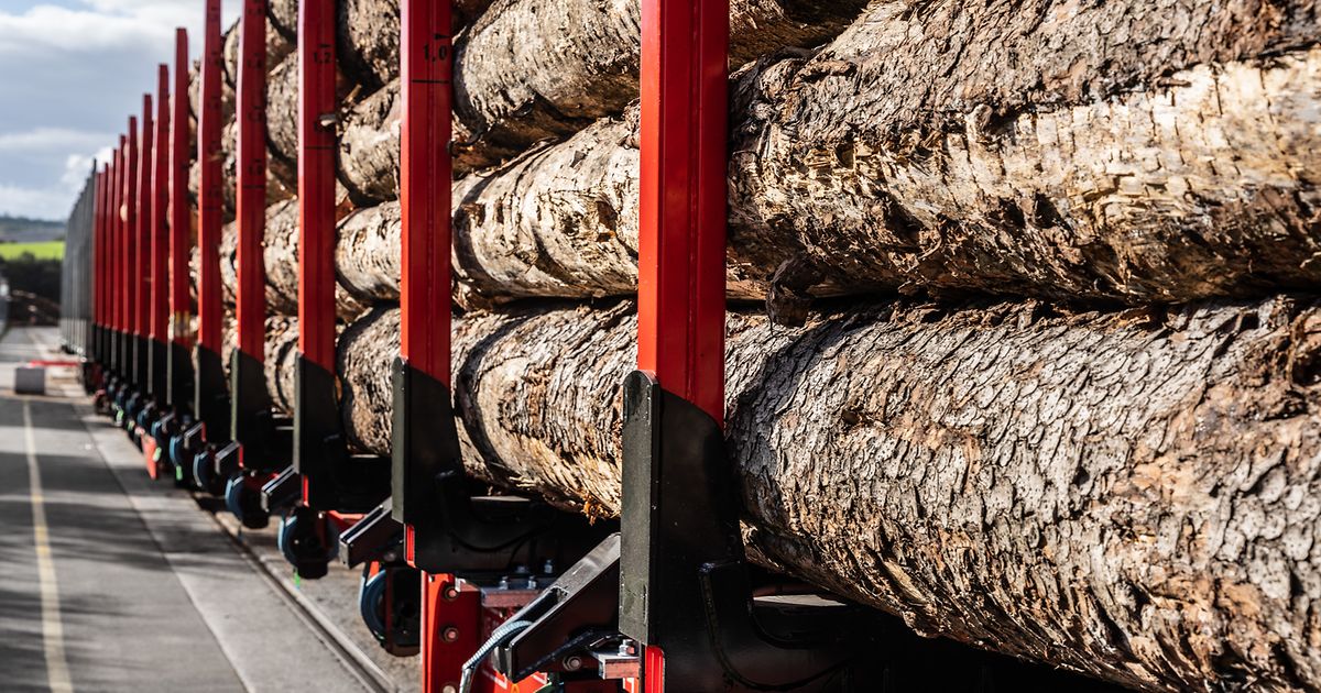 Timber transport and flexible timber logistics by rail | DB Cargo